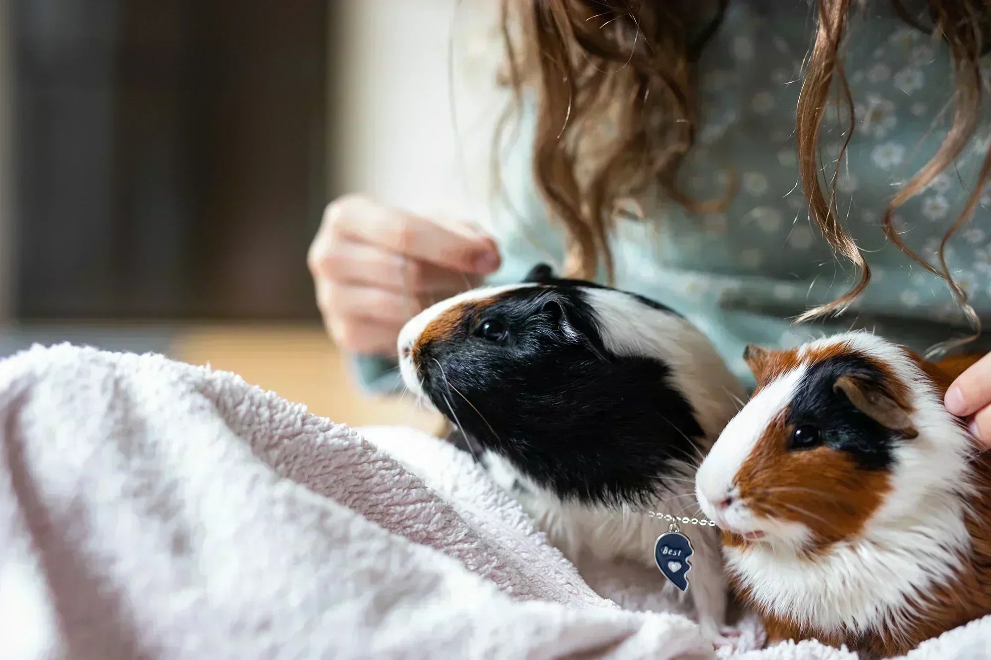 Simple Care for Your Small Furries – Pets Pantry