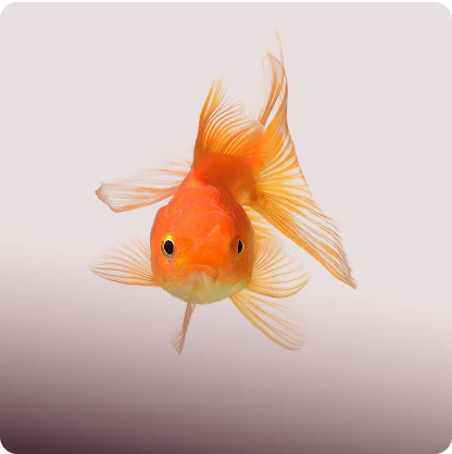 Fish – Pets Pantry